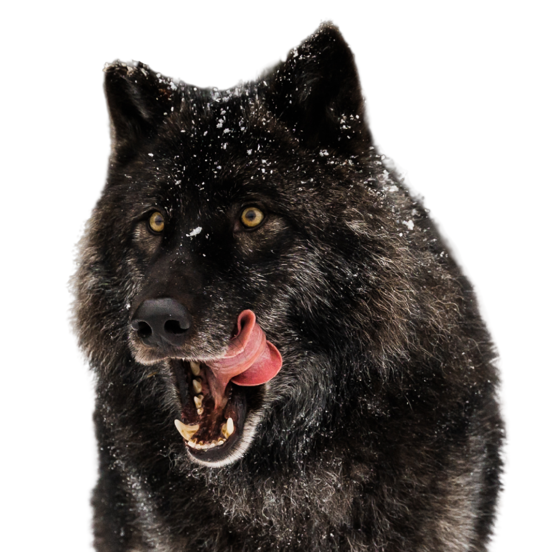 Home | Cedar Meadows