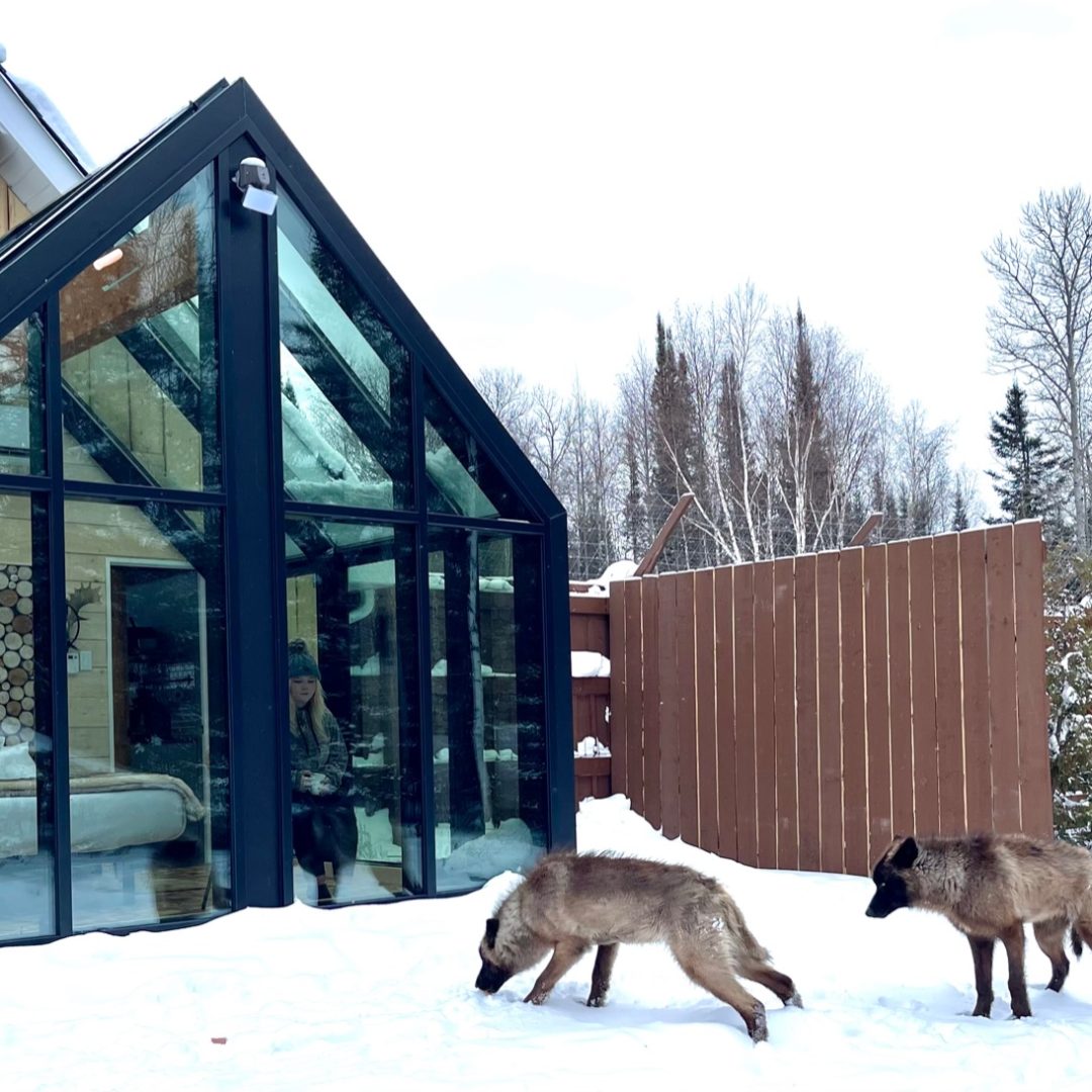 Sleeping With The Wolves – Cedar Meadows