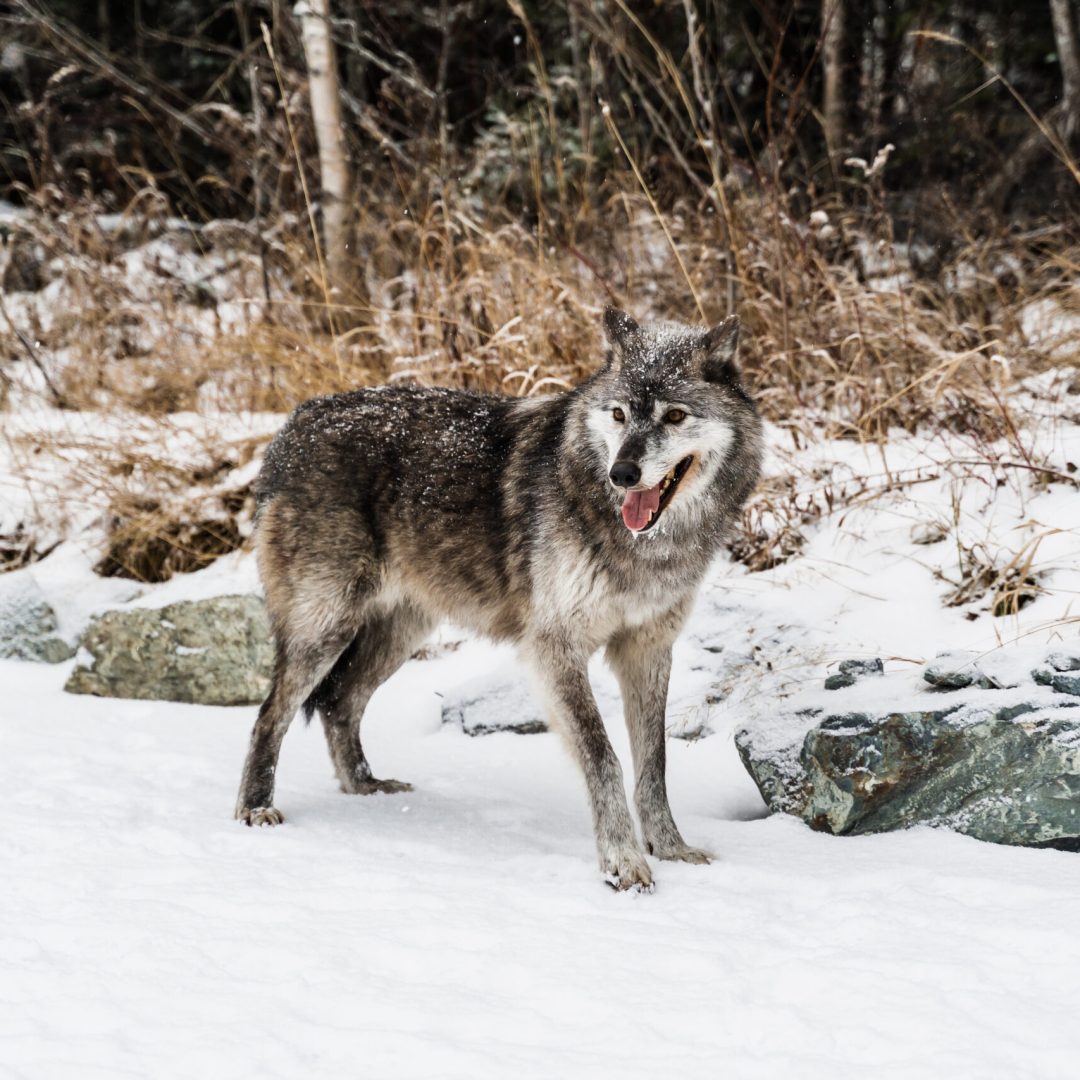 Sleeping With The Wolves – Cedar Meadows