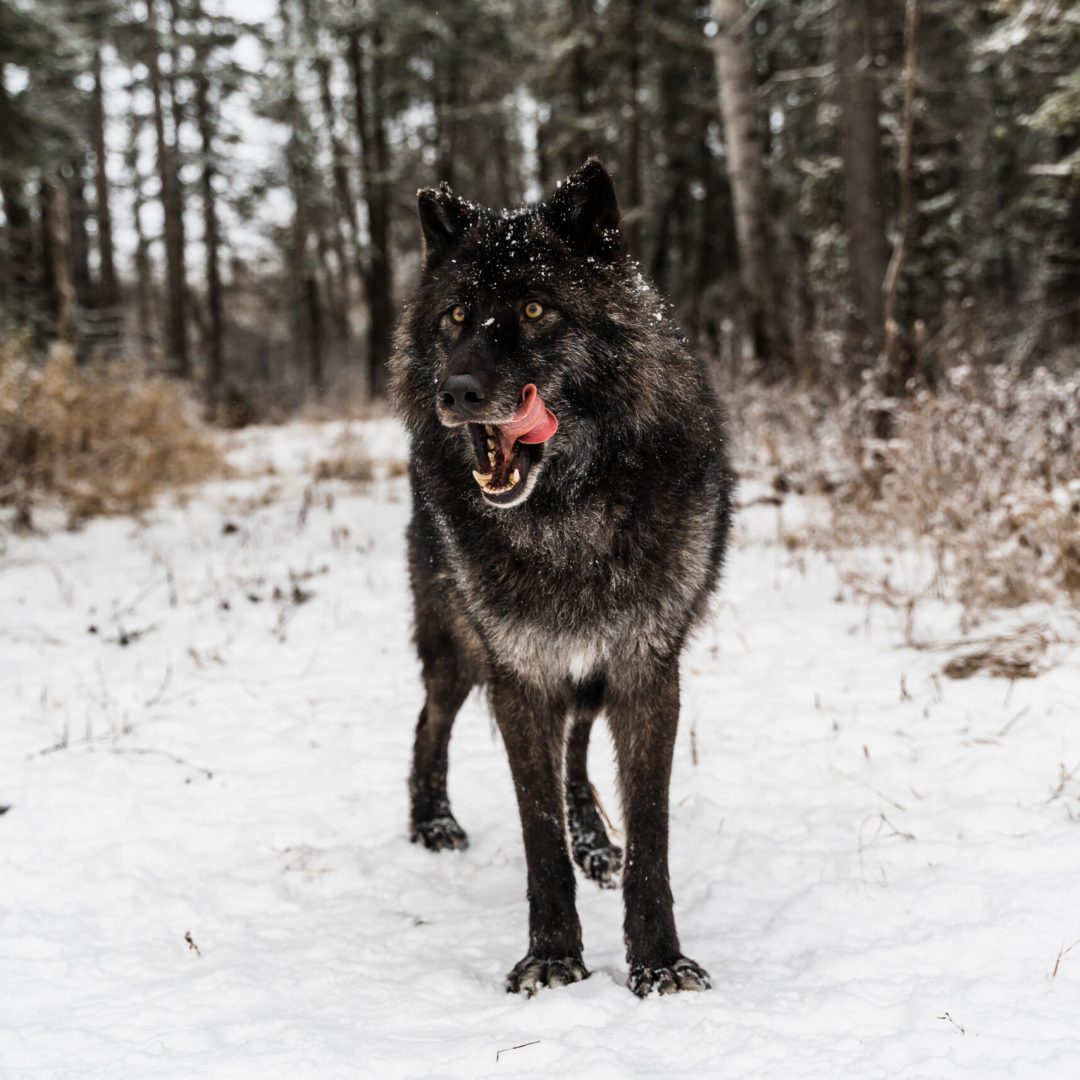 Sleeping With The Wolves – Cedar Meadows