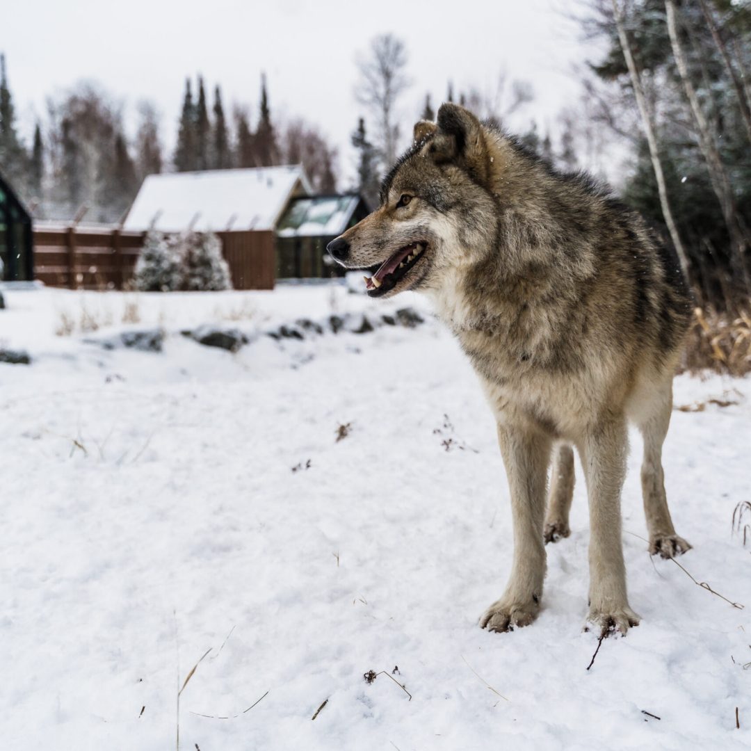 Sleeping With The Wolves – Cedar Meadows