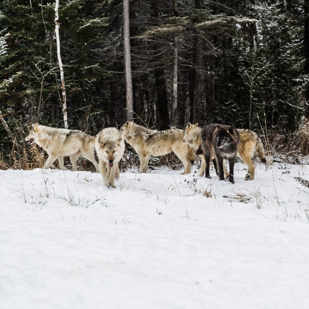 Sleeping With The Wolves – Cedar Meadows